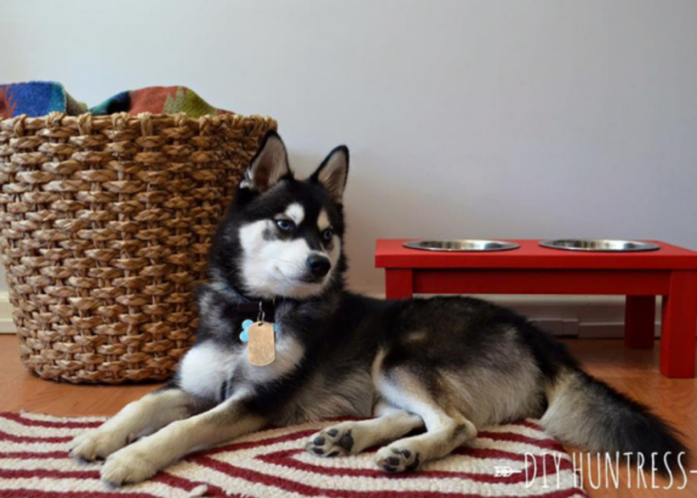 Spray Paint Projects for Dog Lovers | Plutonium Paint